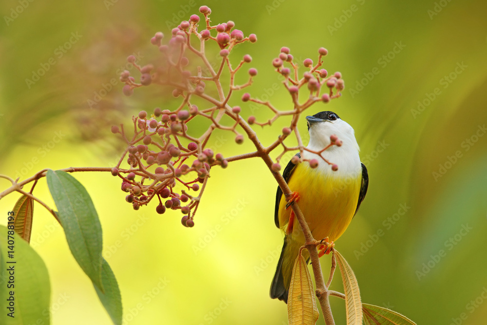White-collared Manakin, Manacus candei, rare bizar bird, Nelize ...