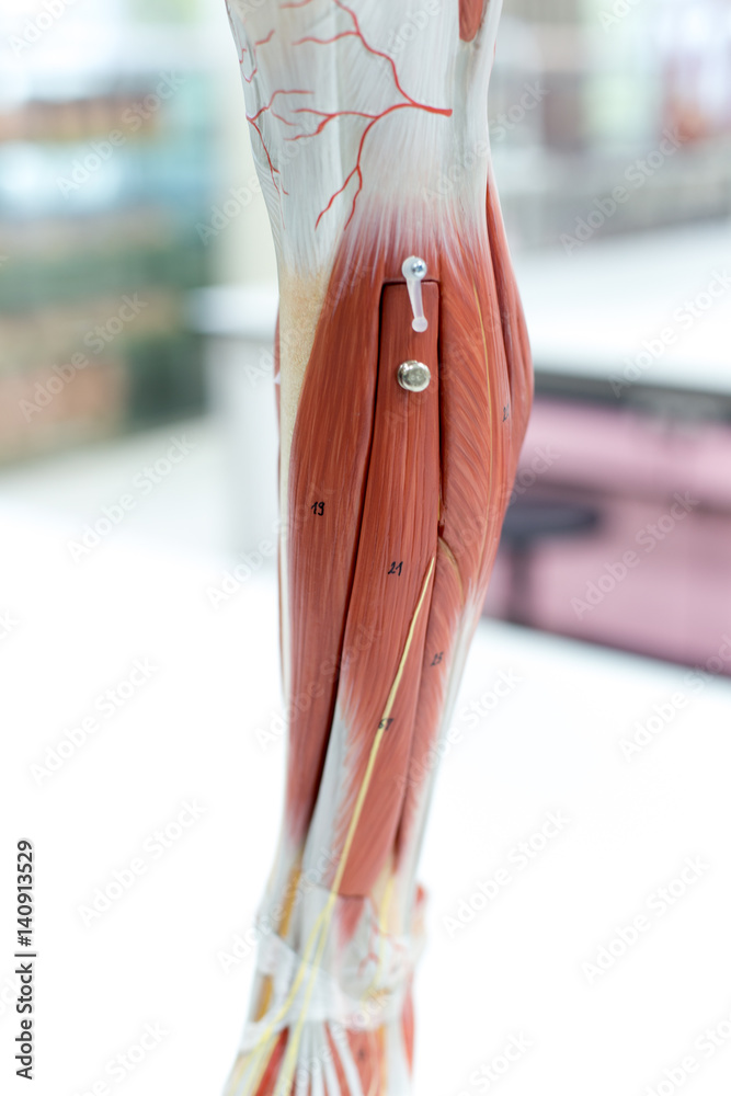 Anatomy muscle Legs model of muscle for classroom education. Stock ...