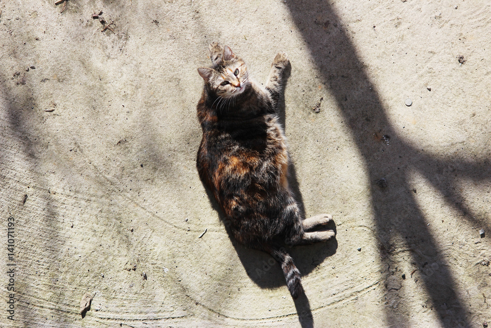 pregnant cat infected with feline herpesvirus - Feline viral ...