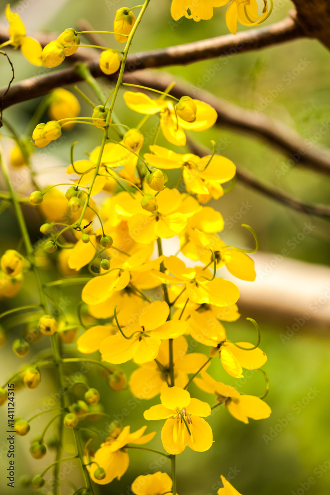 Kanikkonna - Golden shower, Cassia Fistula, bloom in tree. This flower ...