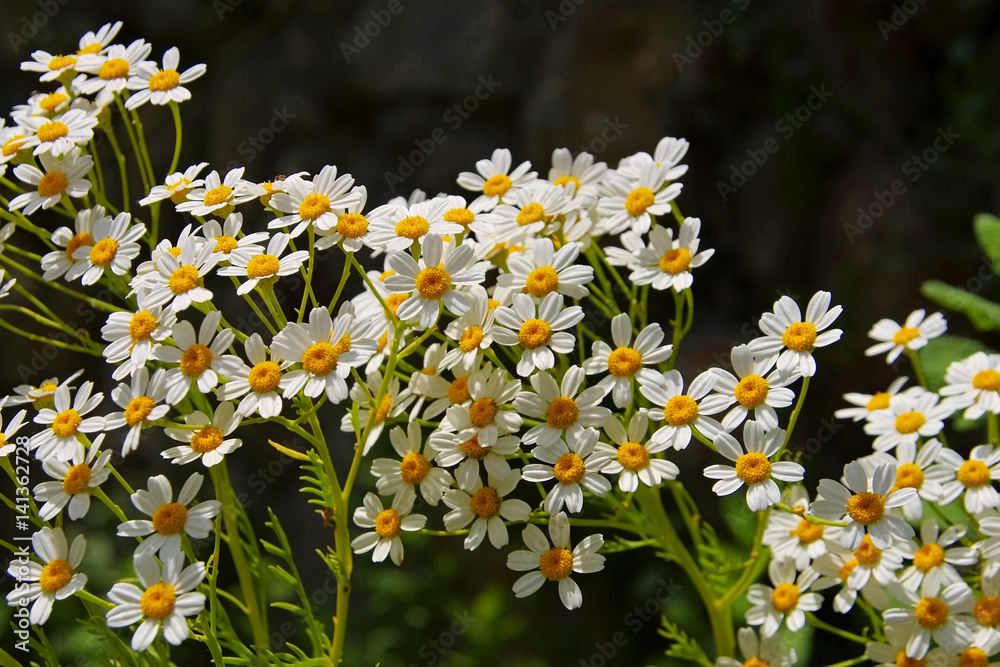 Tanacetum ferulaceum, eine Art der Wucherblumen - Tanacetum ferulaceum ...