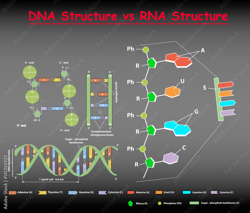 DNA structure vs RNA structure on black. Nucleotide, Phosphate, Sugar ...