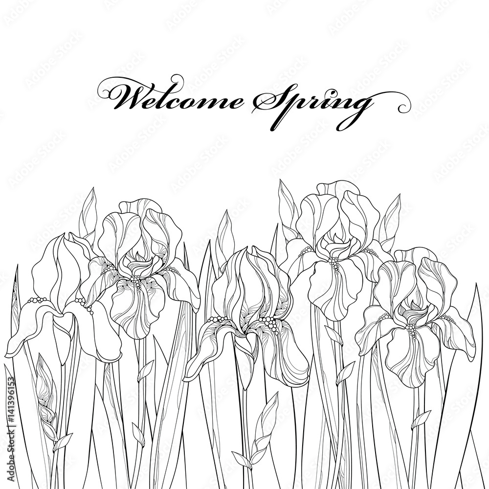 Vector horizontal border with outline Iris flower, bud and leaves in ...