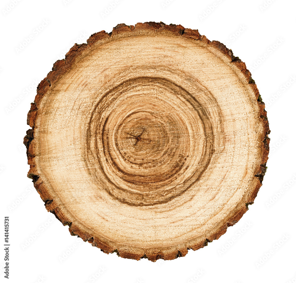 Large circular piece of wood cross section with tree ring texture ...