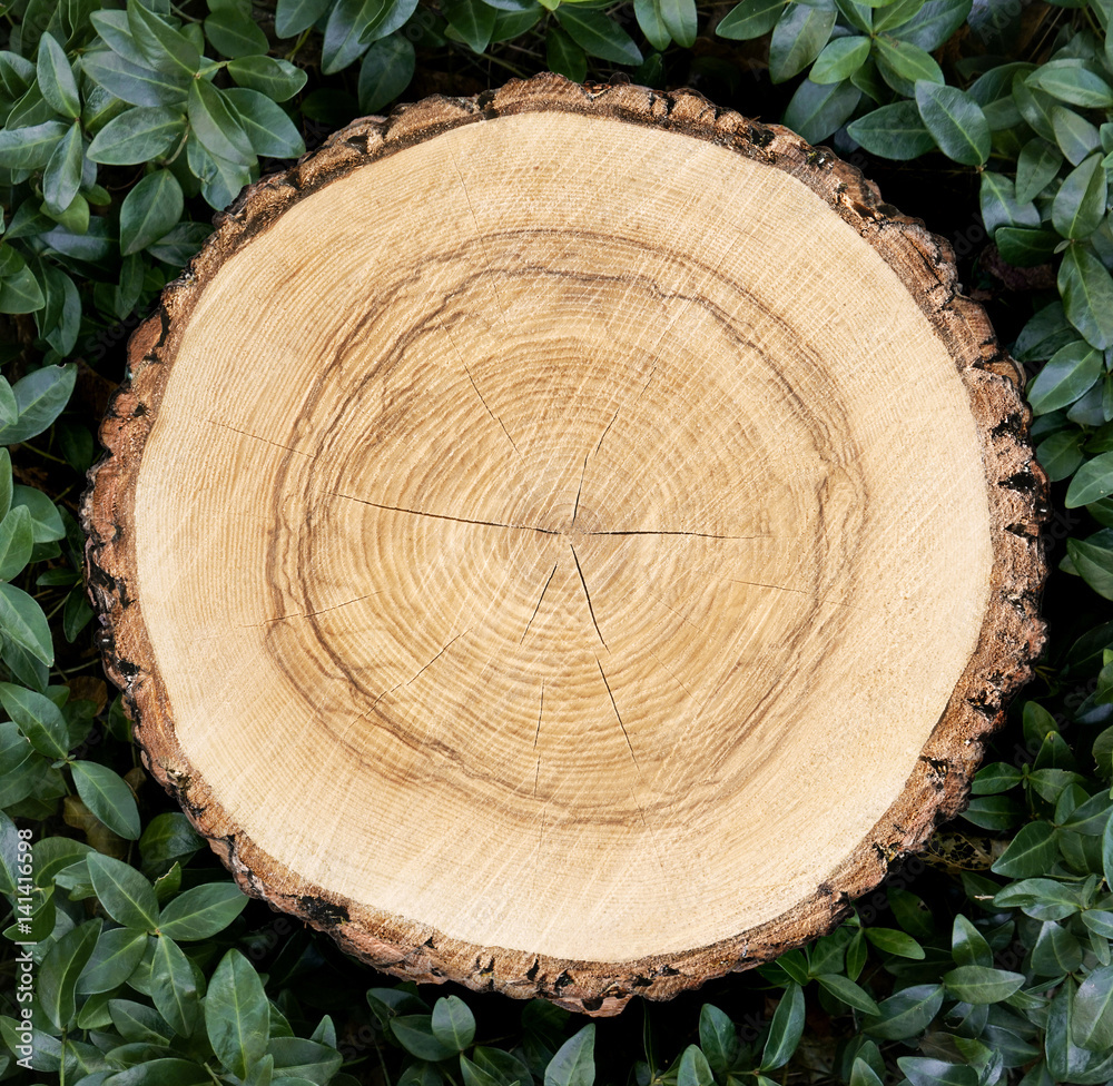 Foto smooth cross section brown tree stump slice with age rings cut ...