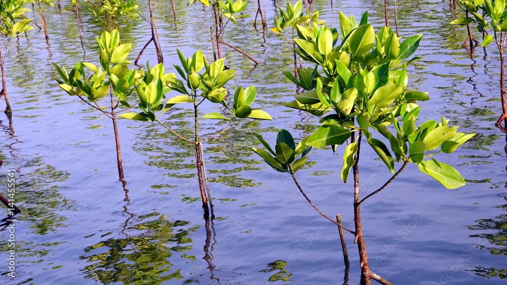 Foto de Stock Mangrove forest in tropical coastal. Mangroves are salt ...