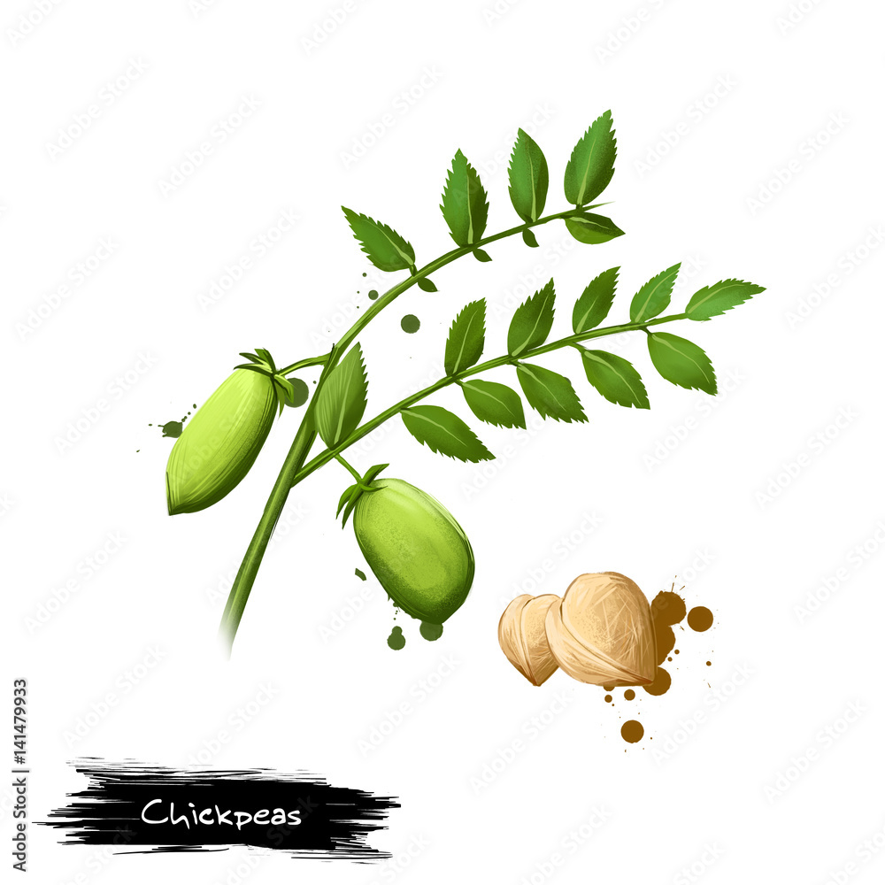 Bengal Gram Plant Drawing