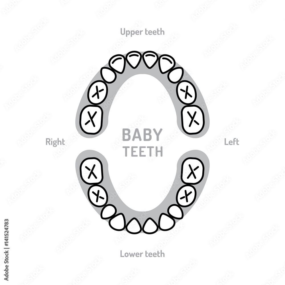 Baby Tooth Chart Baby mouth. Primary teeth, deciduous teeth, or milk ...