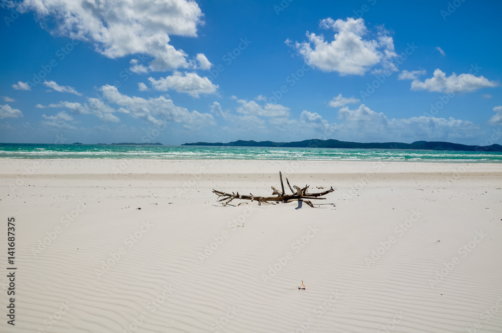 Tree branch on Whitehaven Beach, Whitsunday Island, Great Barrier Reef ...