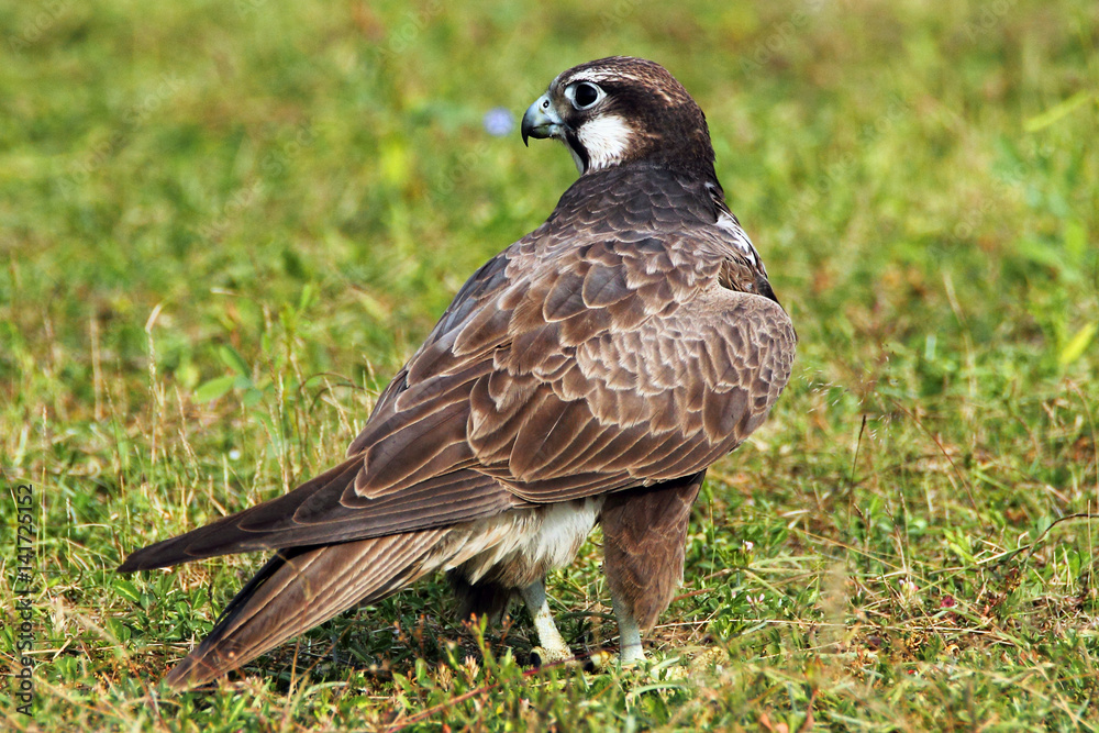 Wild life bird Photography - Laggar Flacon の Stock フォト | Adobe Stock