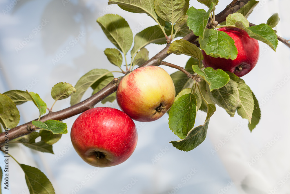 Three apples on apple tree branch. Stock Photo | Adobe Stock