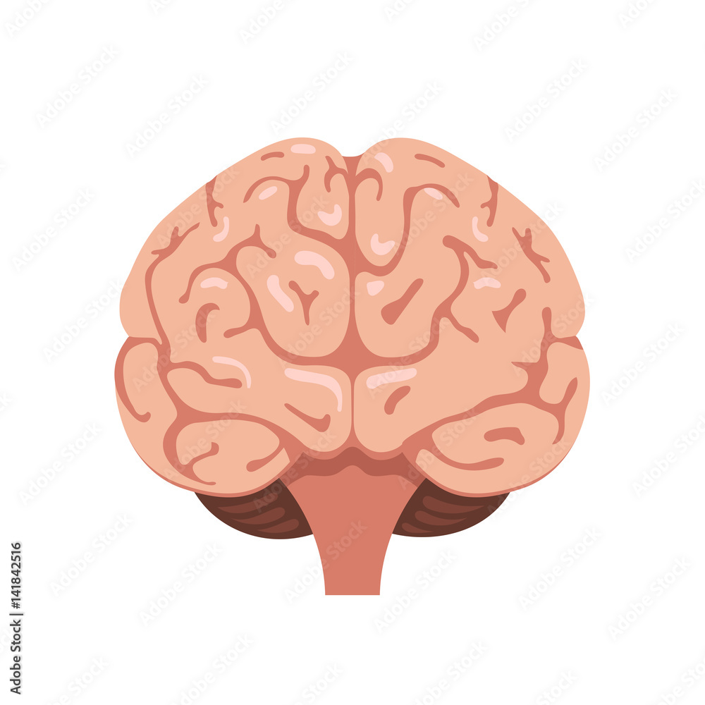 Brain front view icon Stock Vector | Adobe Stock