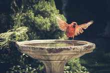 Cardinal At Bird Bath Free Stock Photo - Public Domain Pictures