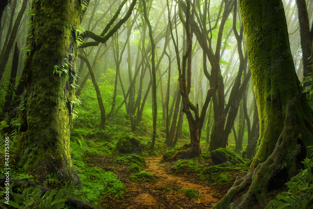 Stock-Foto „Nepal jungle“ | Adobe Stock