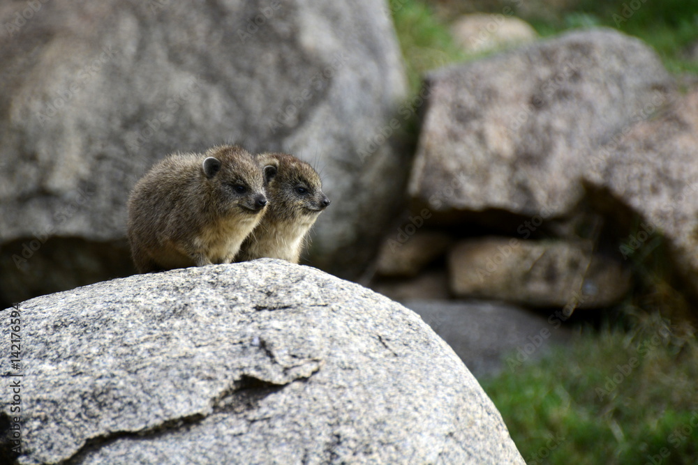 Rock hyrax (Procavia capensis), also called rock badger and Cape hyrax ...