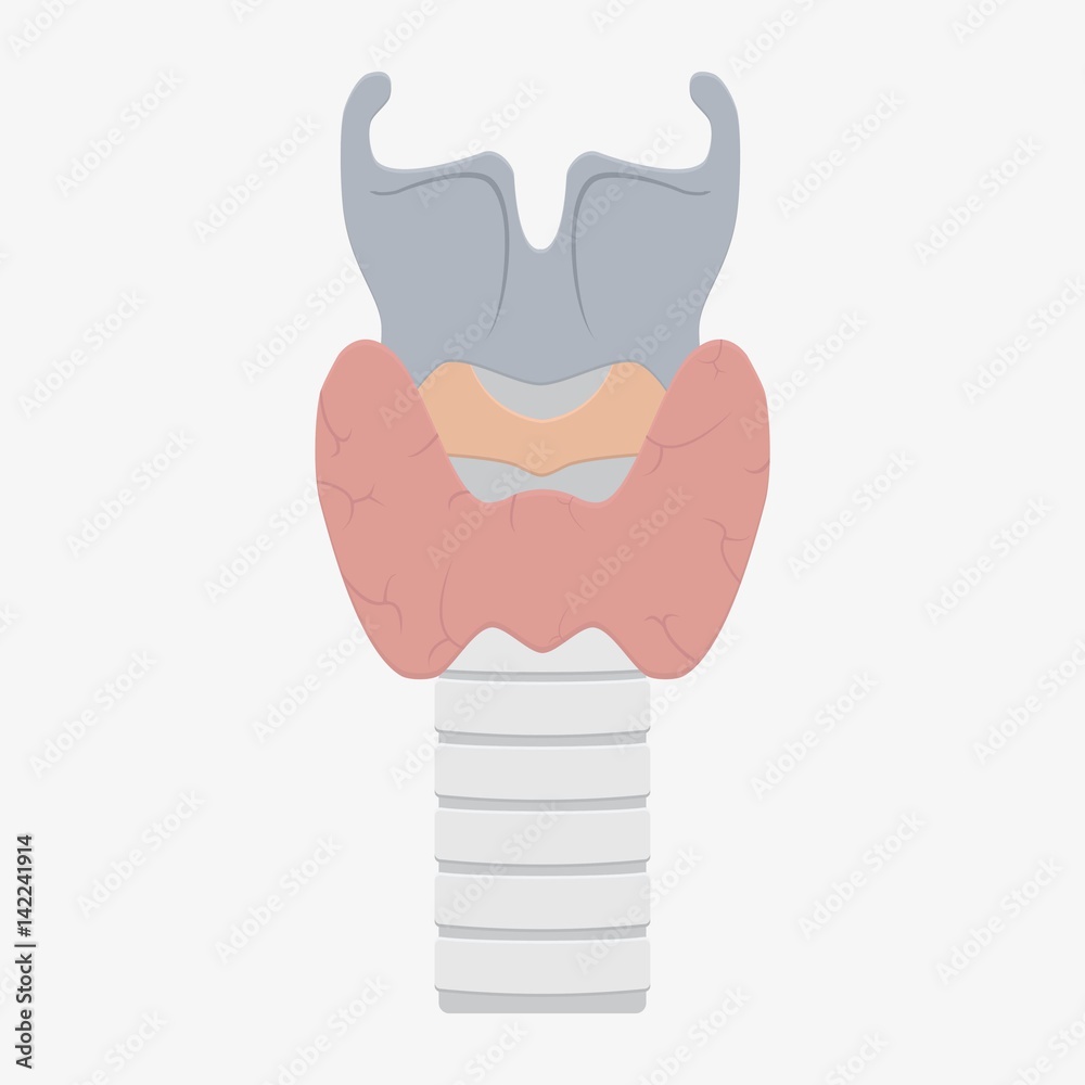 Human larynx anatomy Stock Vector | Adobe Stock
