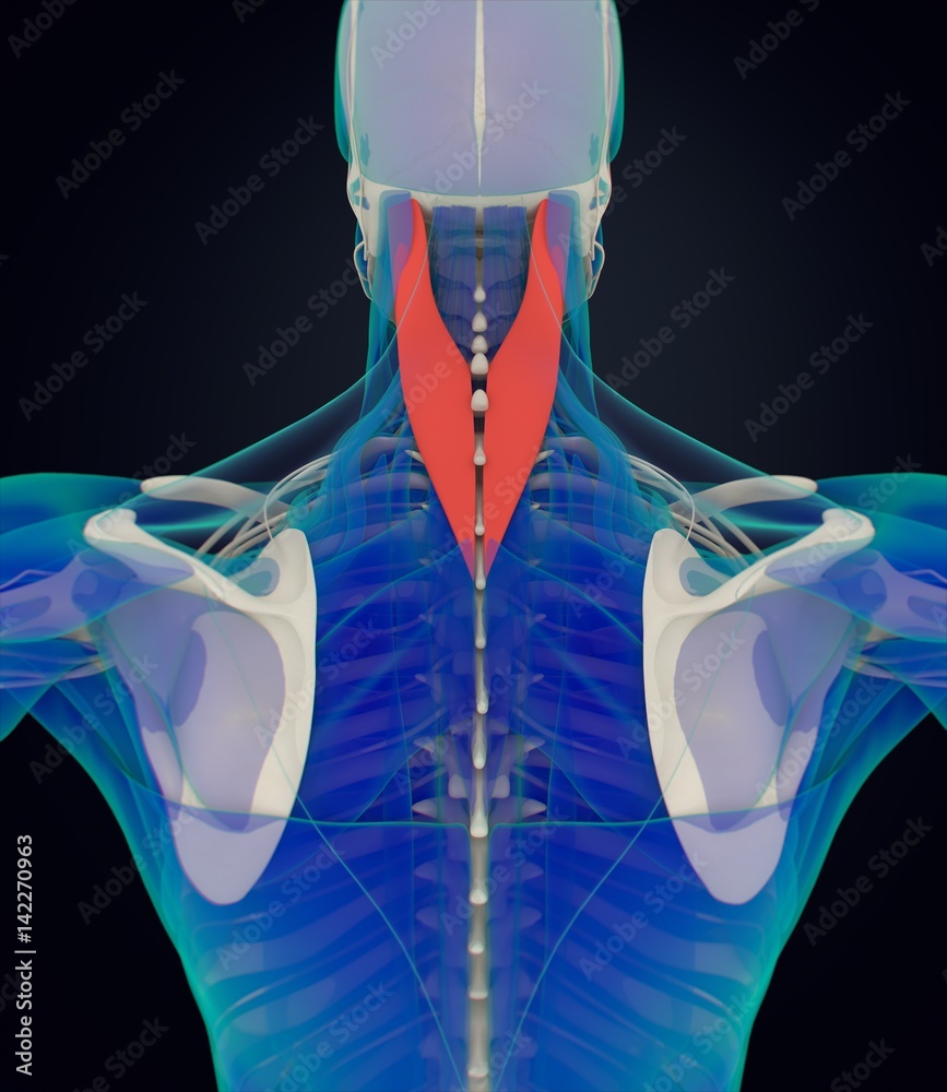 Splenius Capitis, neck muscles, stress, human anatomy. 3D illustration ...