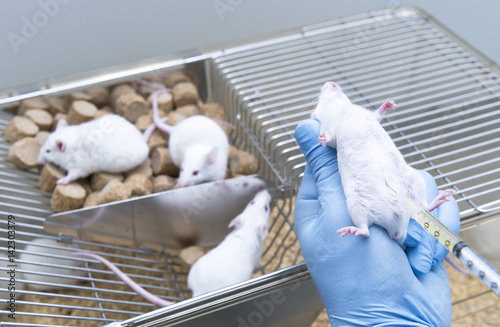 Researcher administrates drug into the experimental mouse by ...