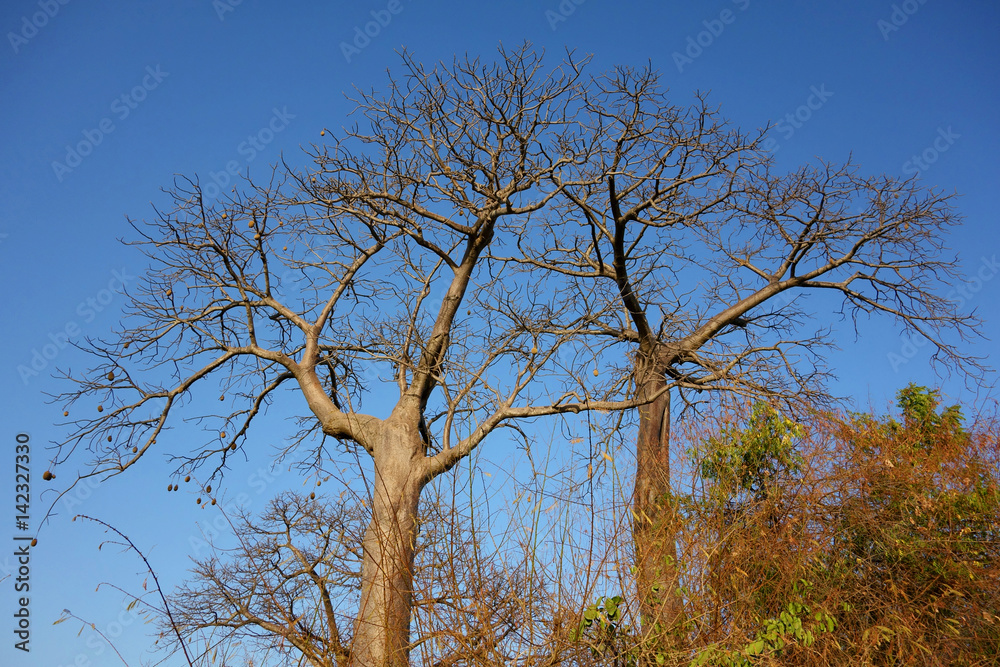 Old trees on islands made out of seashells, Sine Saloum Delta, Senegal ...