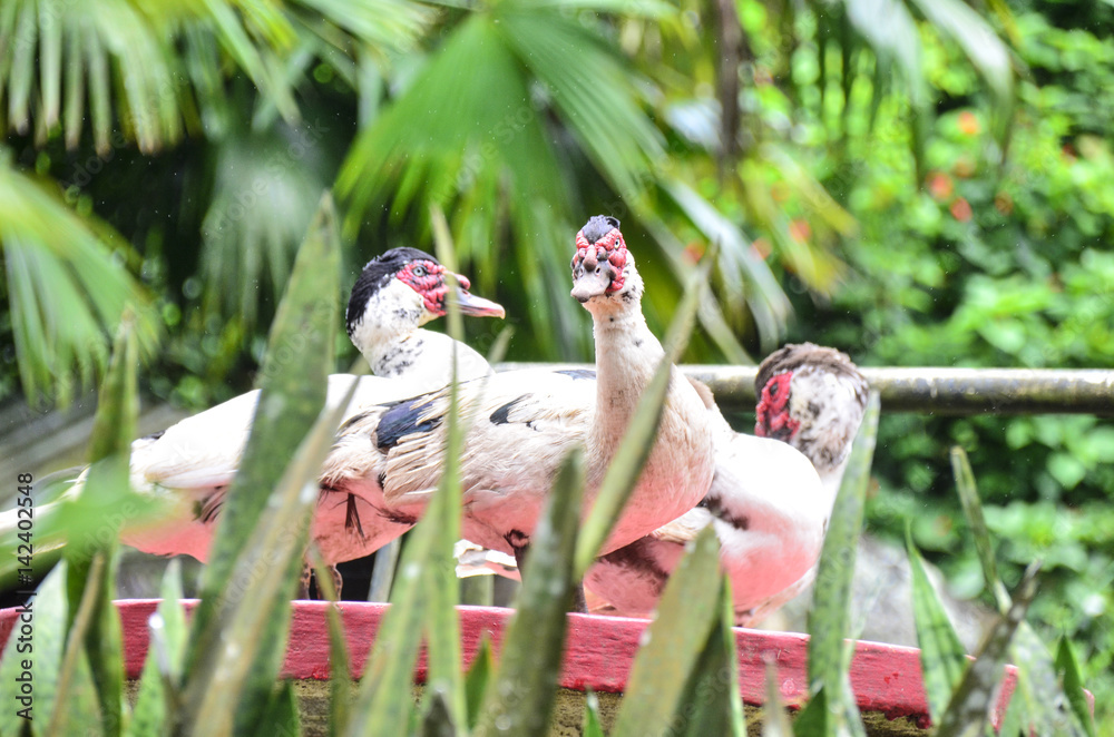 mean duck Stock Photo | Adobe Stock