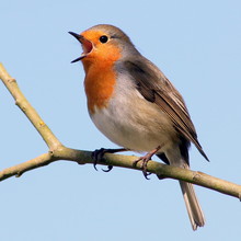 European Robin Free Stock Photo - Public Domain Pictures
