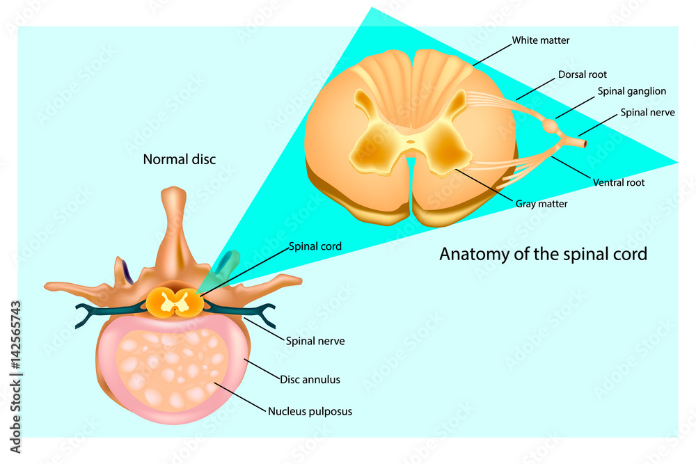 Structure of the Vertebral Column. Intervertebral discs and spinal cord ...
