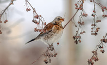 Fieldfare Free Stock Photo - Public Domain Pictures