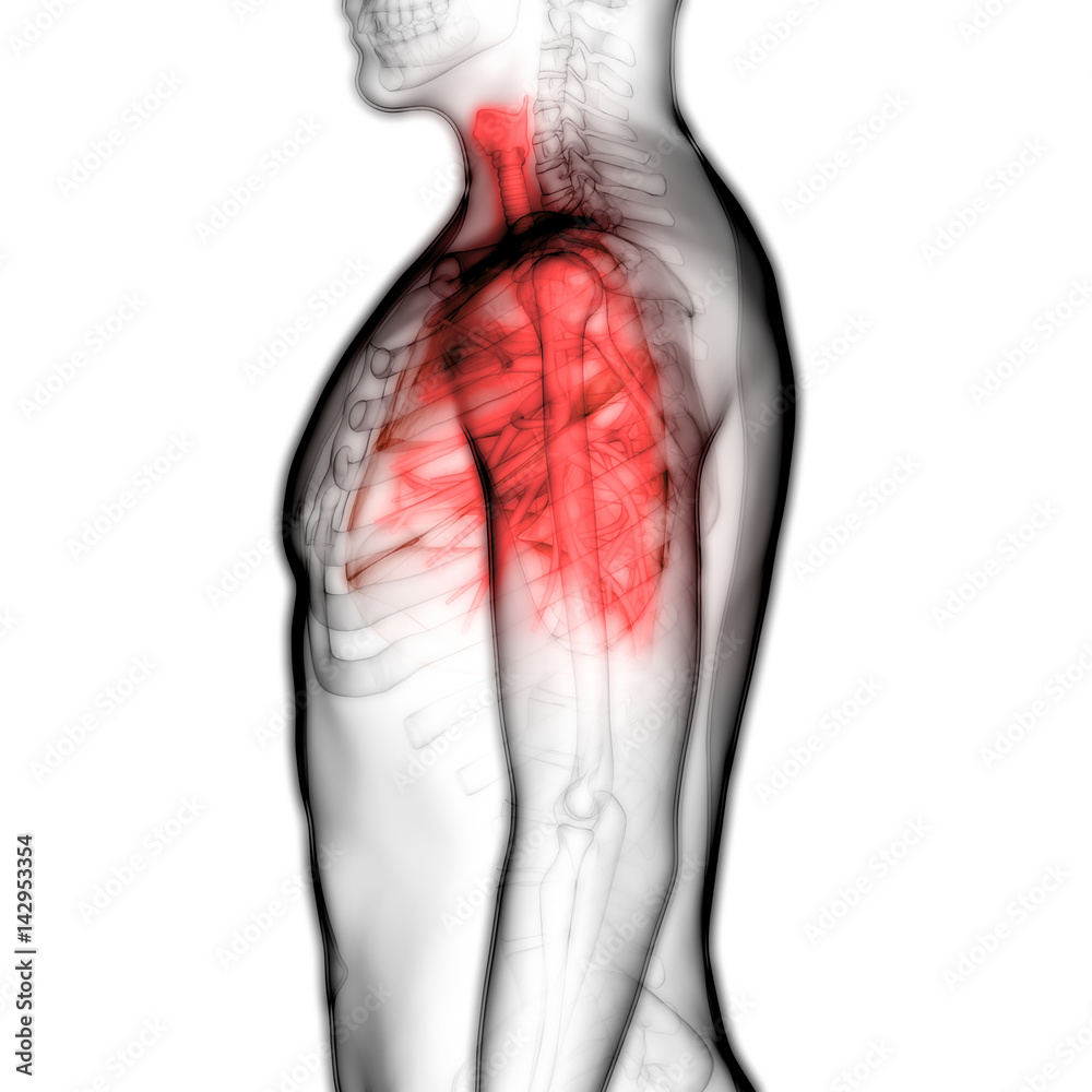 Lateral view of Human Body Organs (Lungs Anatomy) Stock Illustration ...