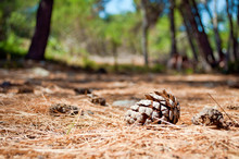 Pine Cone Path Free Stock Photo - Public Domain Pictures