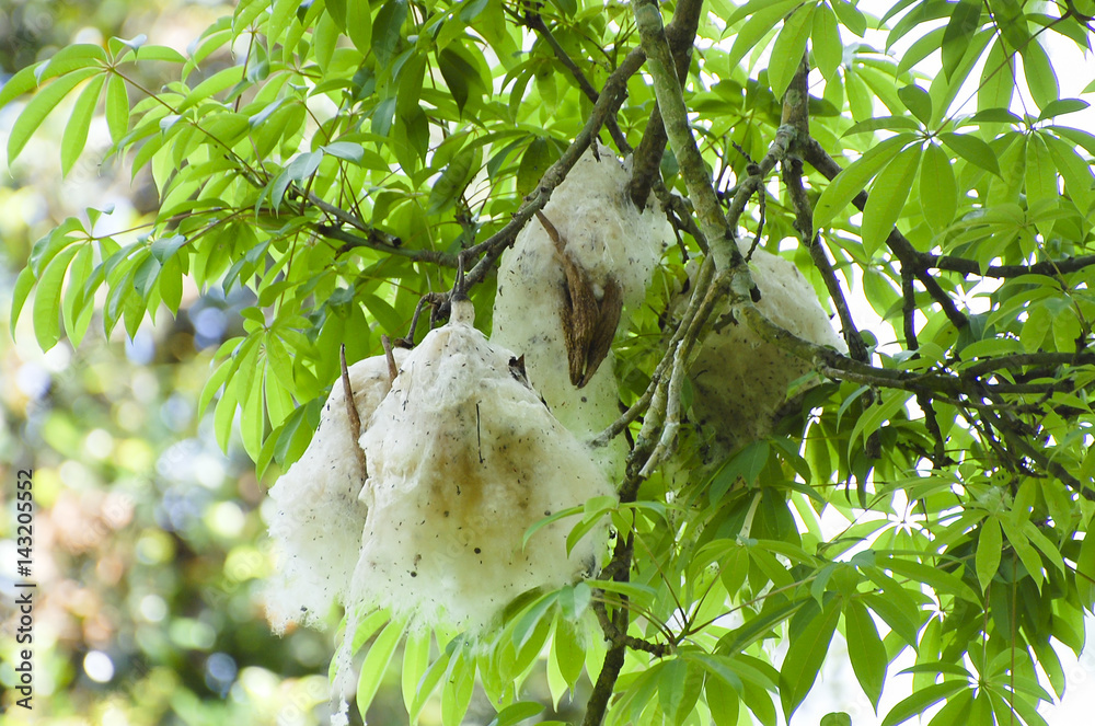 Kapok Fibre - Zanzibar - Tanzania Stock Photo | Adobe Stock
