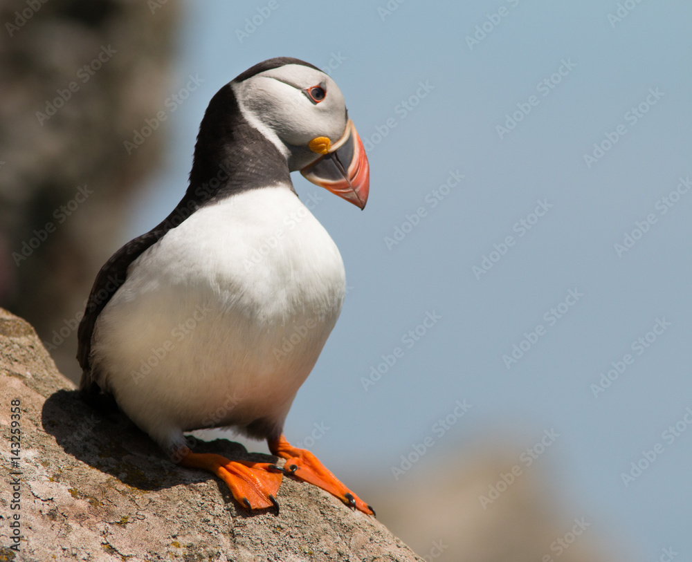 Cute Puffin at rock with orange feet Stock Photo | Adobe Stock