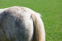 Horse Rear End, Tail Free Stock Photo - Public Domain Pictures