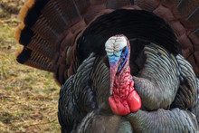Tom Turkey Close-up 2 Free Stock Photo - Public Domain Pictures