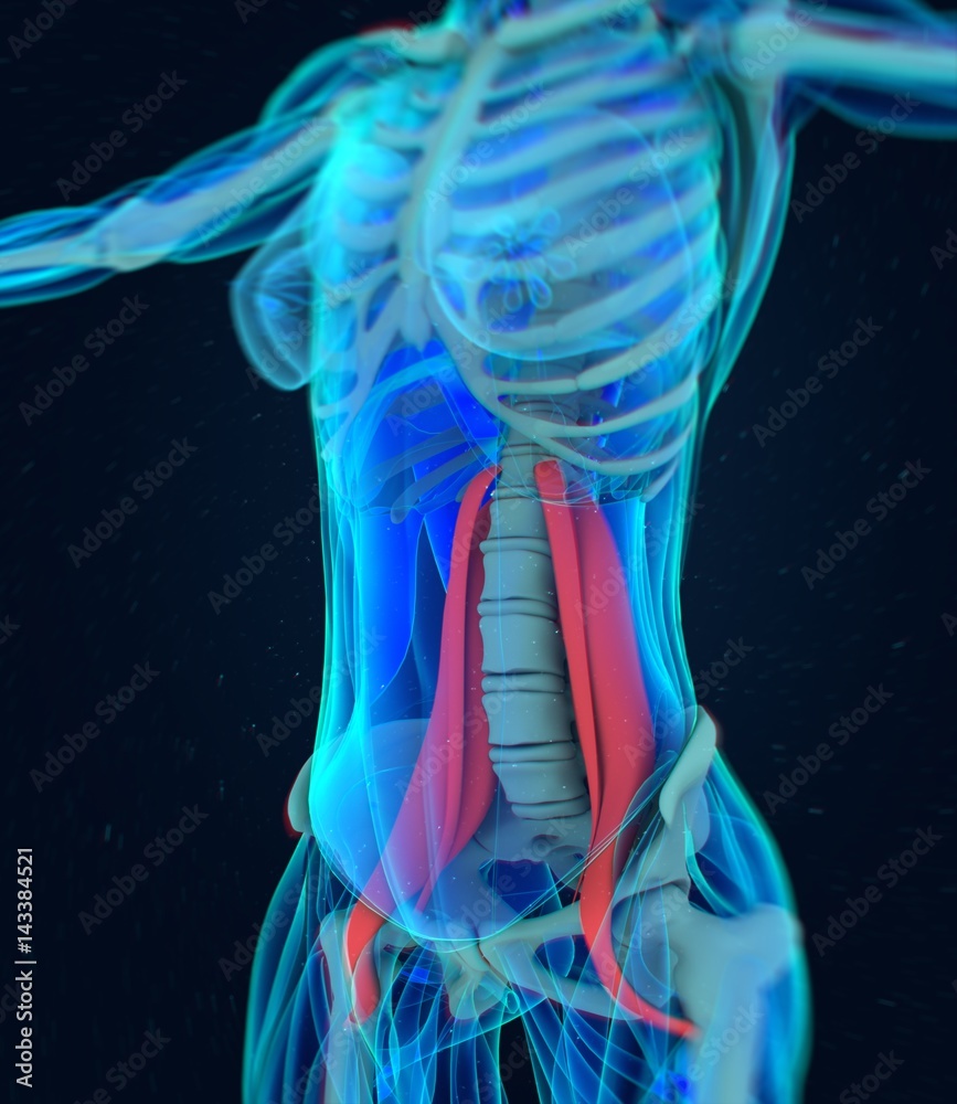 Female psoas muscle. Soul muscle. Human anatomy muscular system. 3d ...
