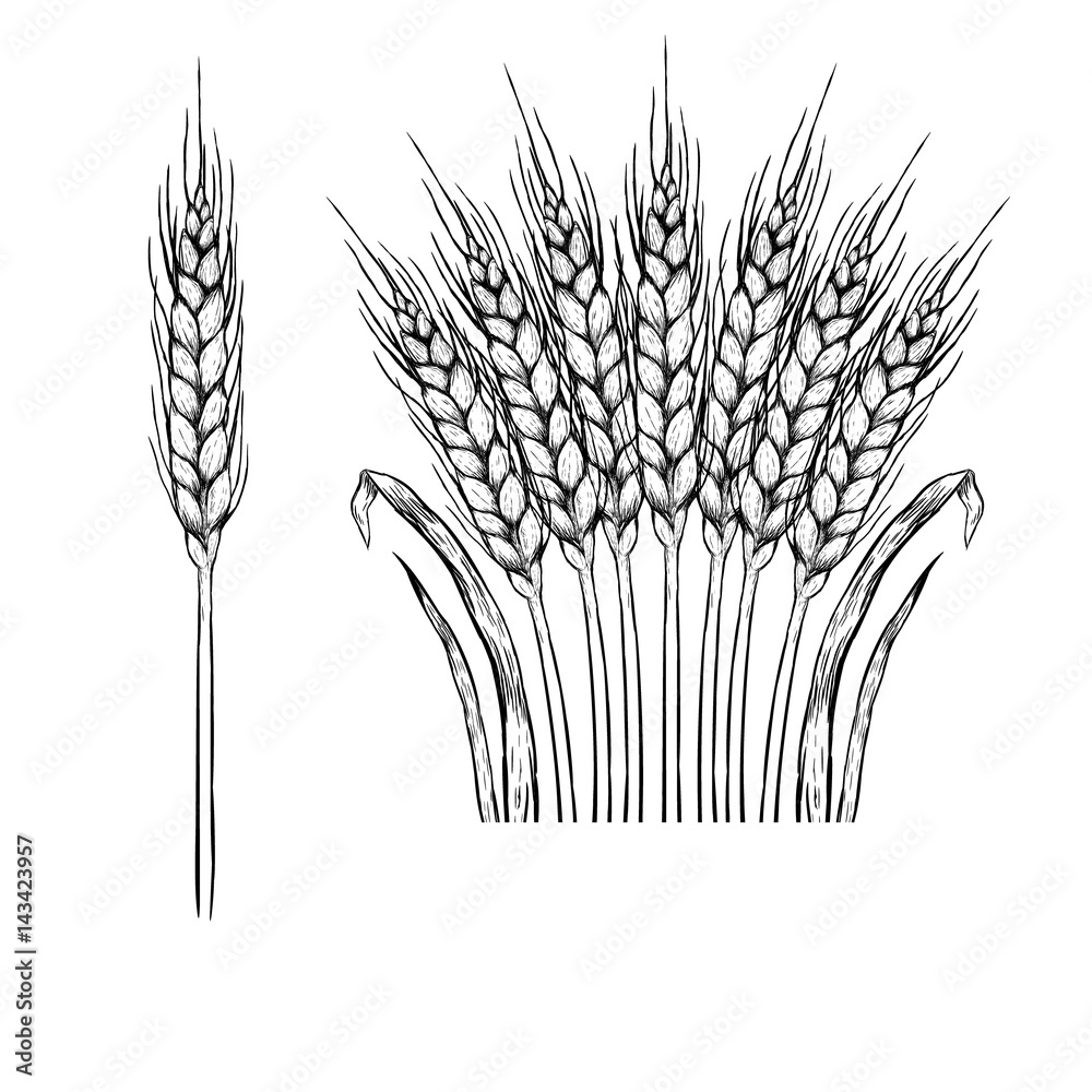 Hand drawn set of rye. Vector sketch Stock Vector | Adobe Stock