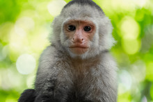 Capuchin Monkey Free Stock Photo - Public Domain Pictures