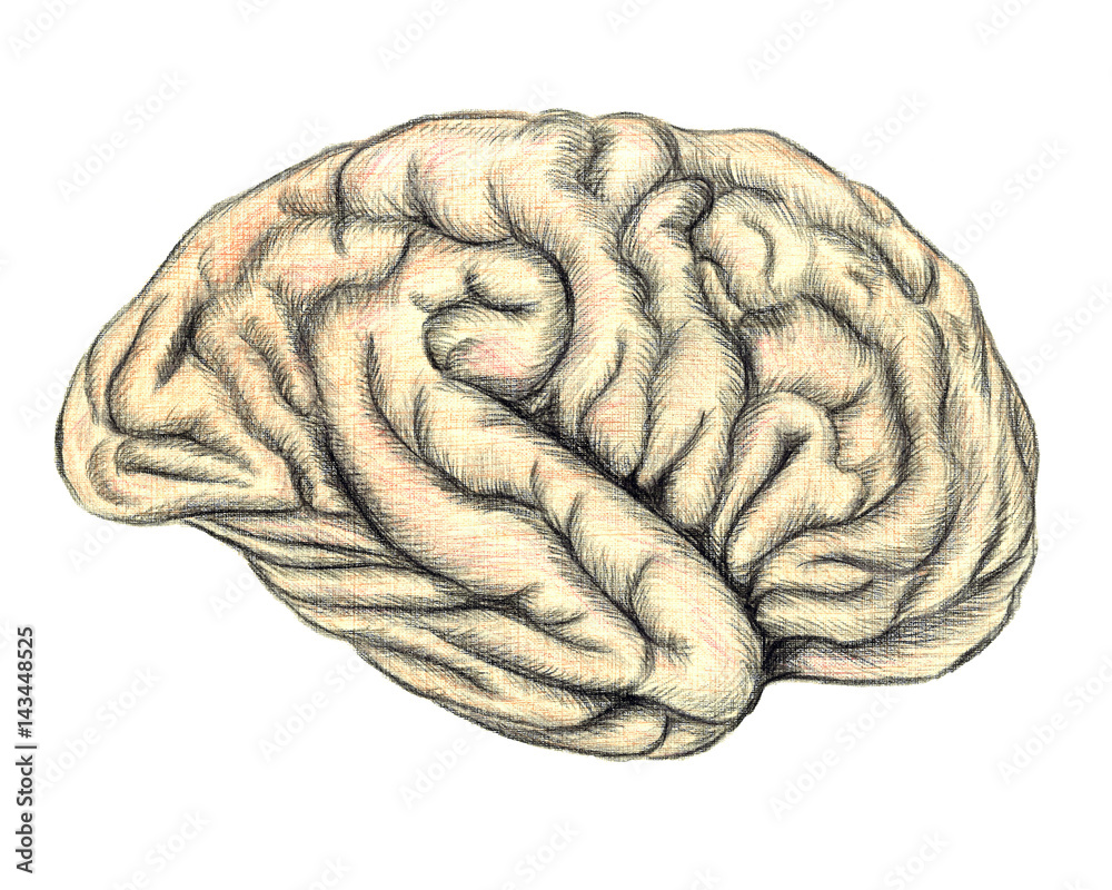 Human brain side view, hand drawn medical illustration, color pencils ...