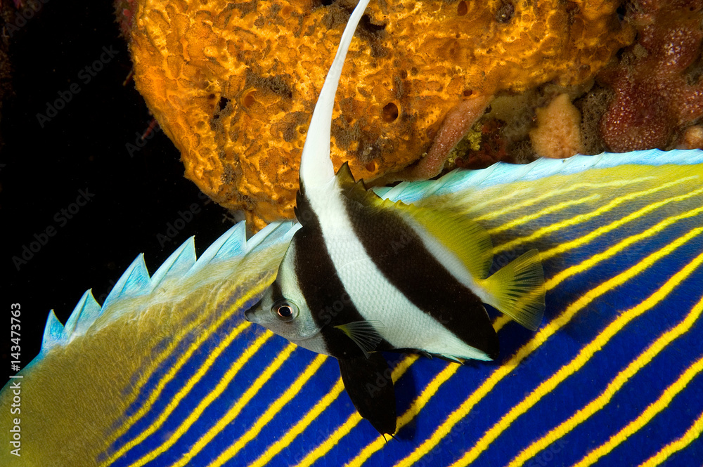 Longfin bannerfish, Heniochus acuminatus, on an emperor angelfish ...