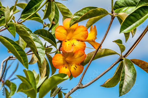 Tropical Rainforest Flowers Pictures | Best Flower Site