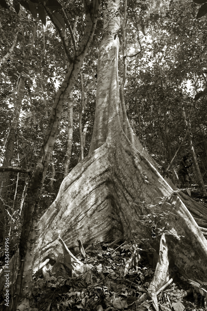 Indonesian Rainforest Tree Roots. The large buttress roots of a ...