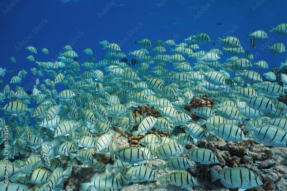 School of tropical fish underwater Pacific ocean, convict surgeonfish ...