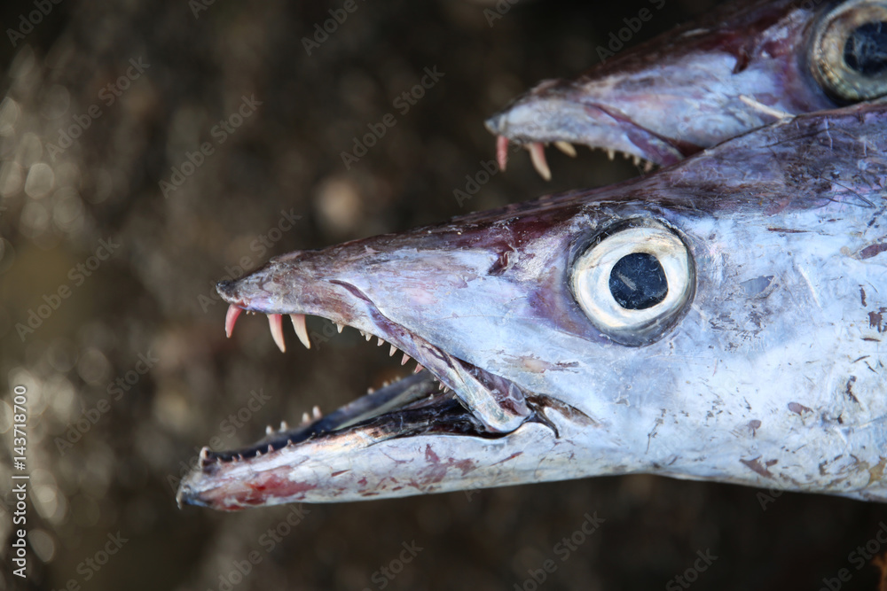 Head saber fish Stock Photo | Adobe Stock