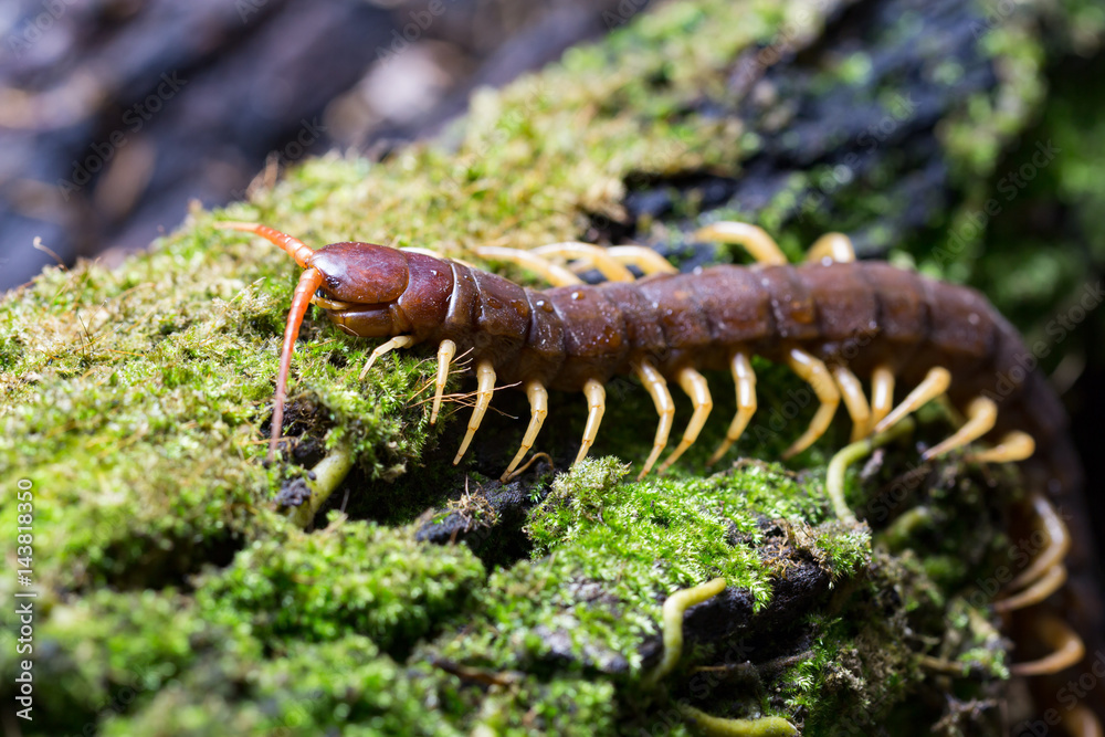 centipede (Scolopendra sp.) sleeping on a mossy tree in tropical ...