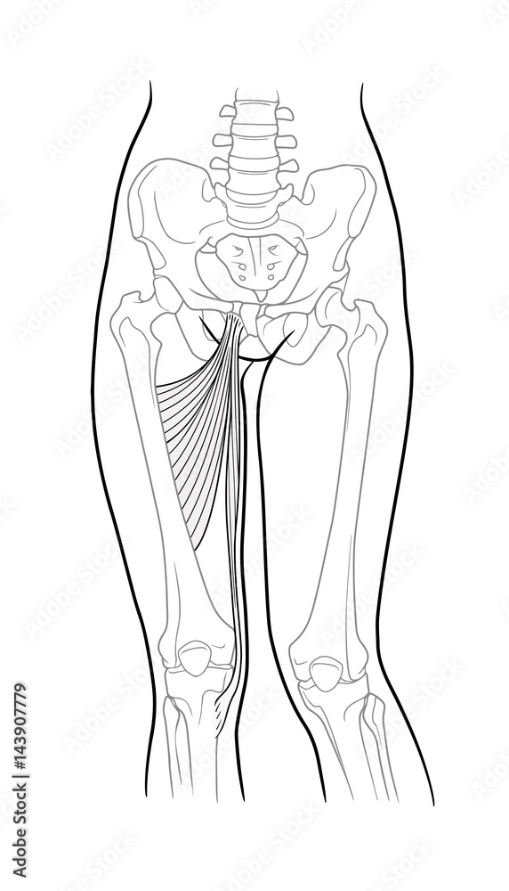Thin thigh muscle, long adductor hamstrings, short adductor femur and ...
