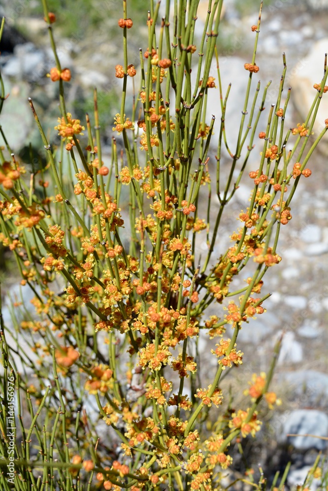 Photo Stock Mormon Tea Plant in Bloom | Adobe Stock