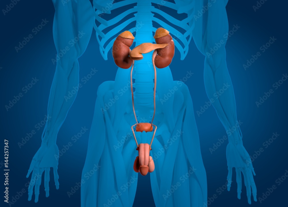 Kidneys and reproductive system. Male human anatomy. 3d illustration ...