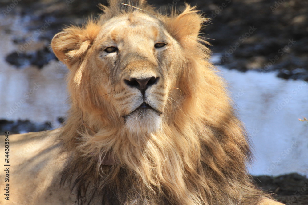 The Asiatic lion (Panthera leo persica), also known as the Indian lion ...