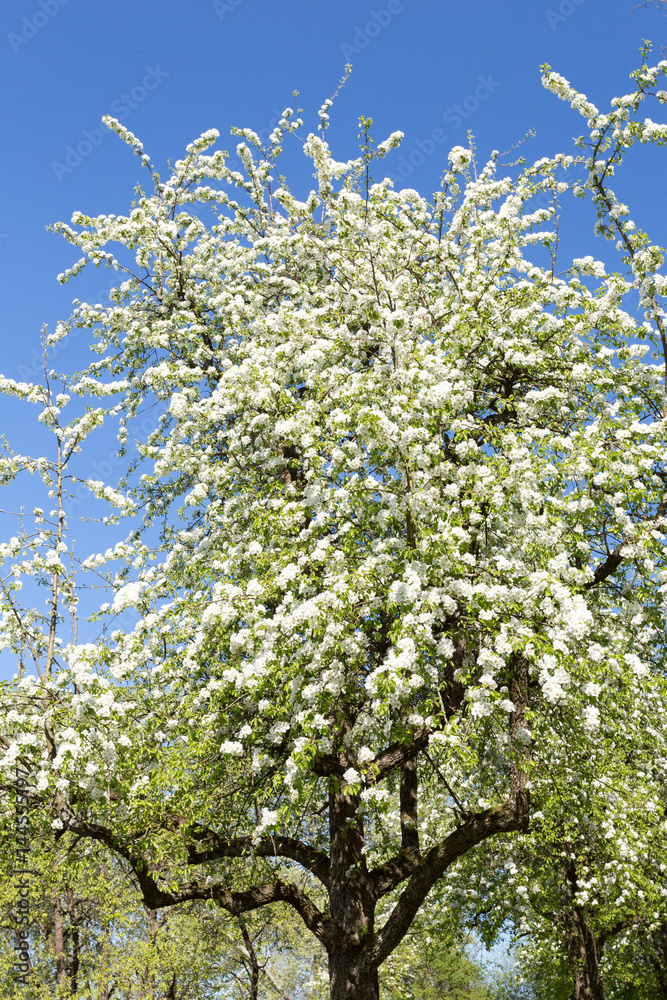 Arbre en fleur au printemps Stock Photo | Adobe Stock