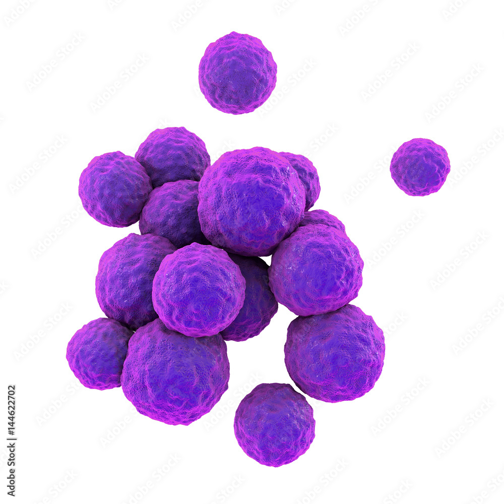 Bacteria methicillin-resistant Staphylococcus aureus MRSA isolated on ...