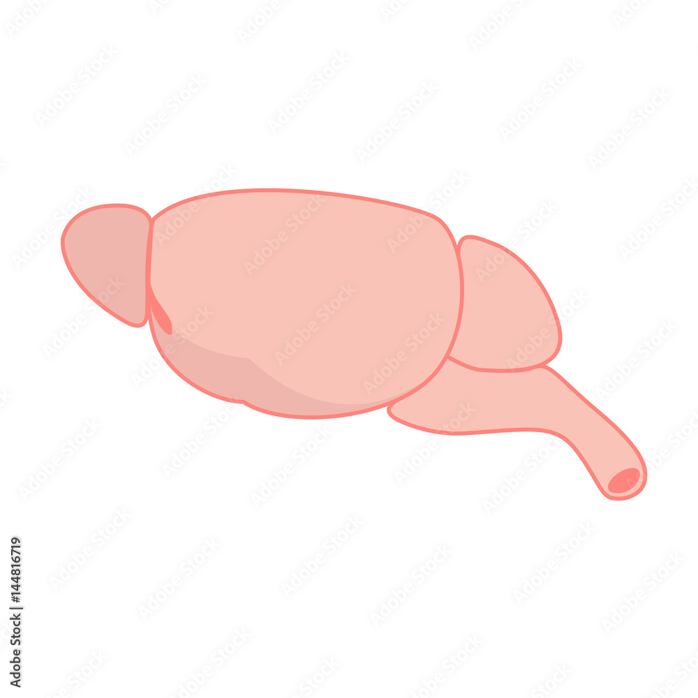 Vector de Stock Rat Brain vector illustration | Adobe Stock